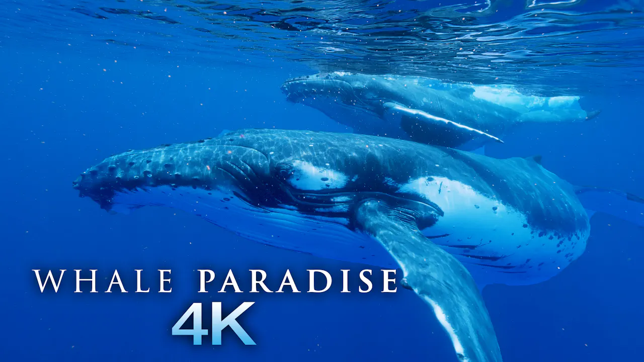 Whale Paradise - 1H, 4K - ANIMAL & WILDLIFE FILMS - Nature Relaxation ...