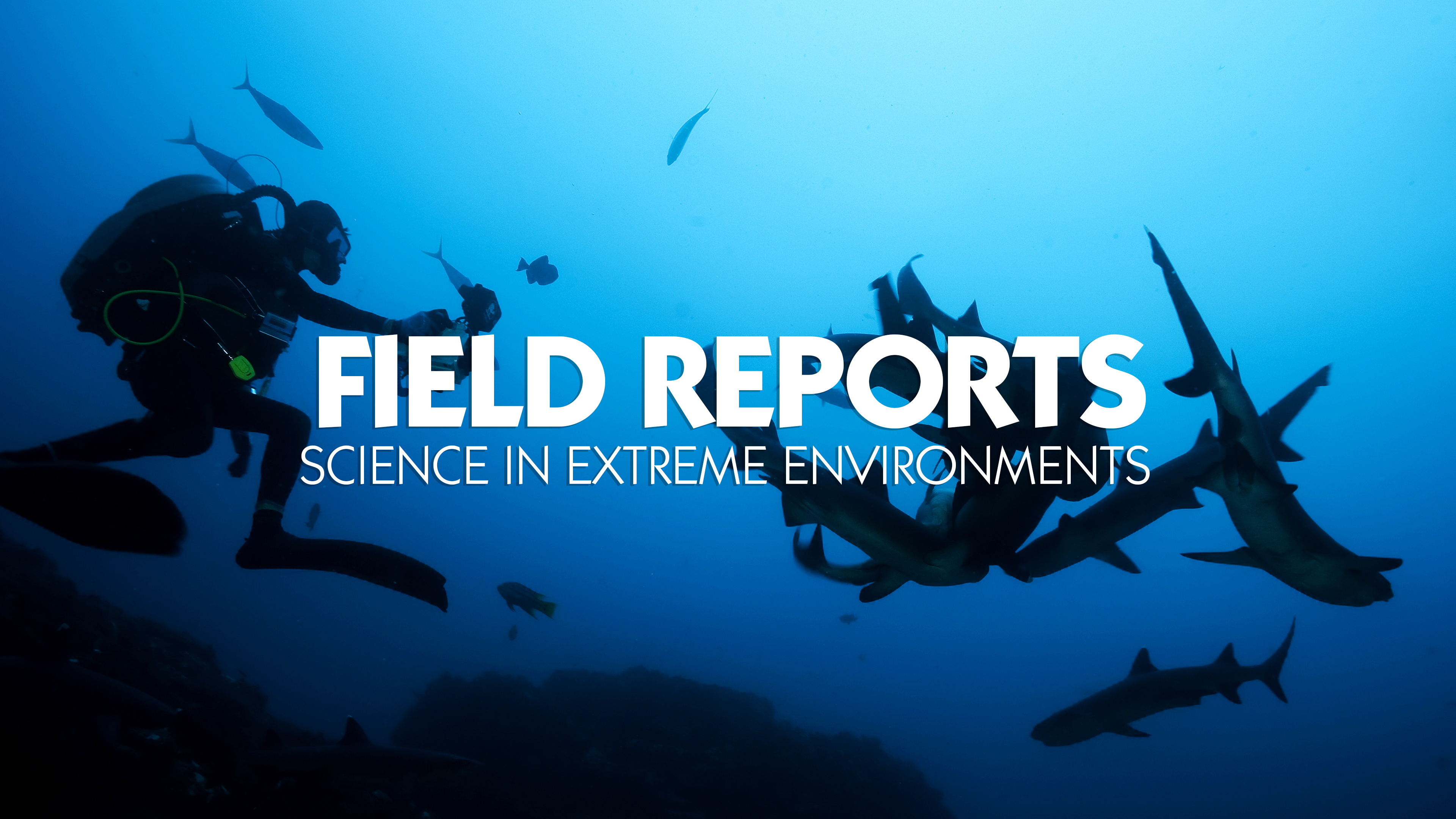 Field Reports - Movies for Families