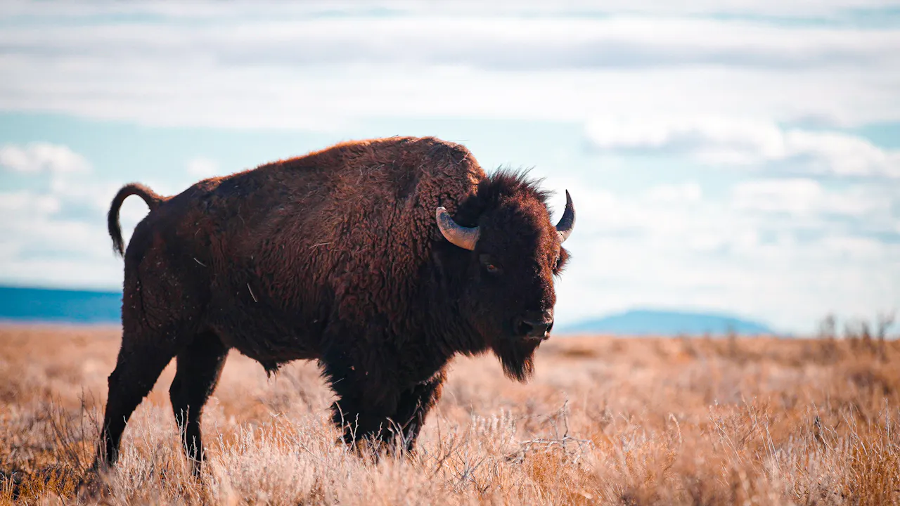 Where the Buffalo Roam - Arizona - multitude
