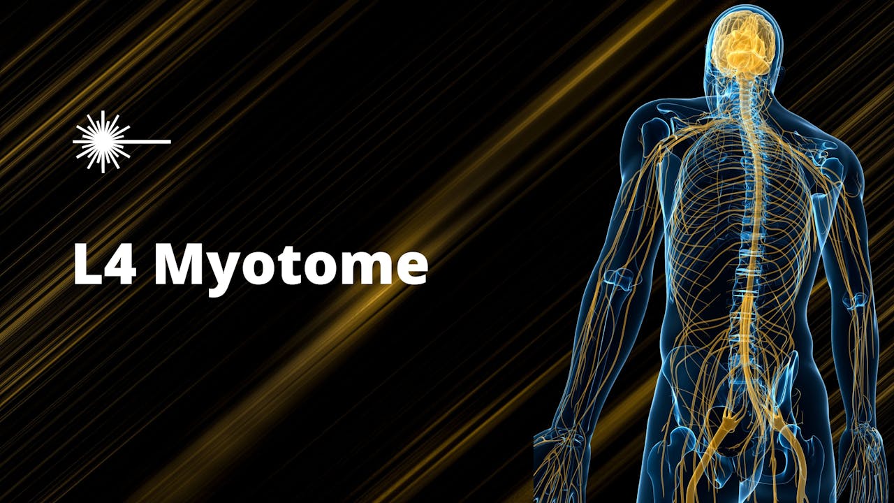 L4 Myotome - Myotome Testing - Performancepractic TV