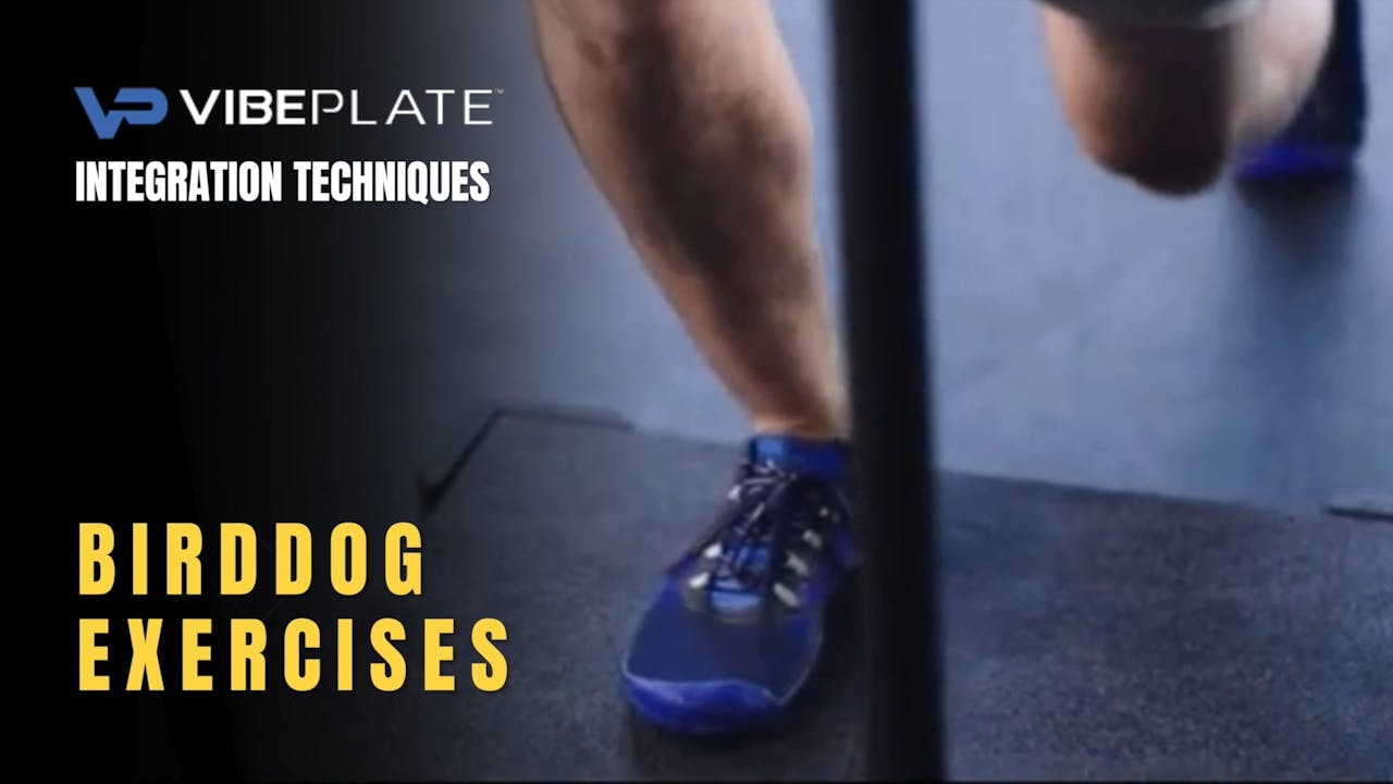 VibePlate: BirdDog Exercises - VibePlate Integration Techniques - Performancepractic TV