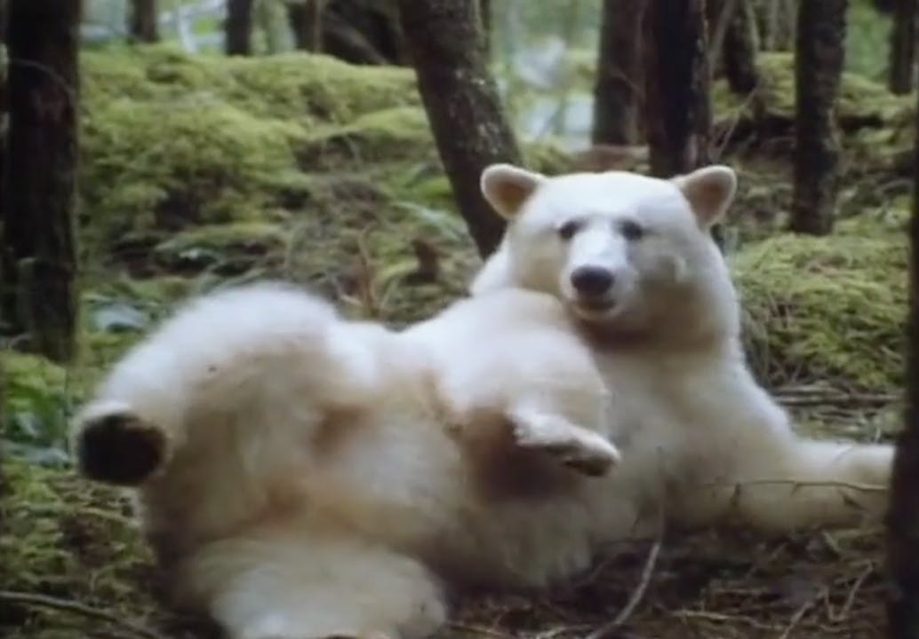 PREVIEW Wolf Tale: Legend of the Spirit Bear - Green Planet Stream