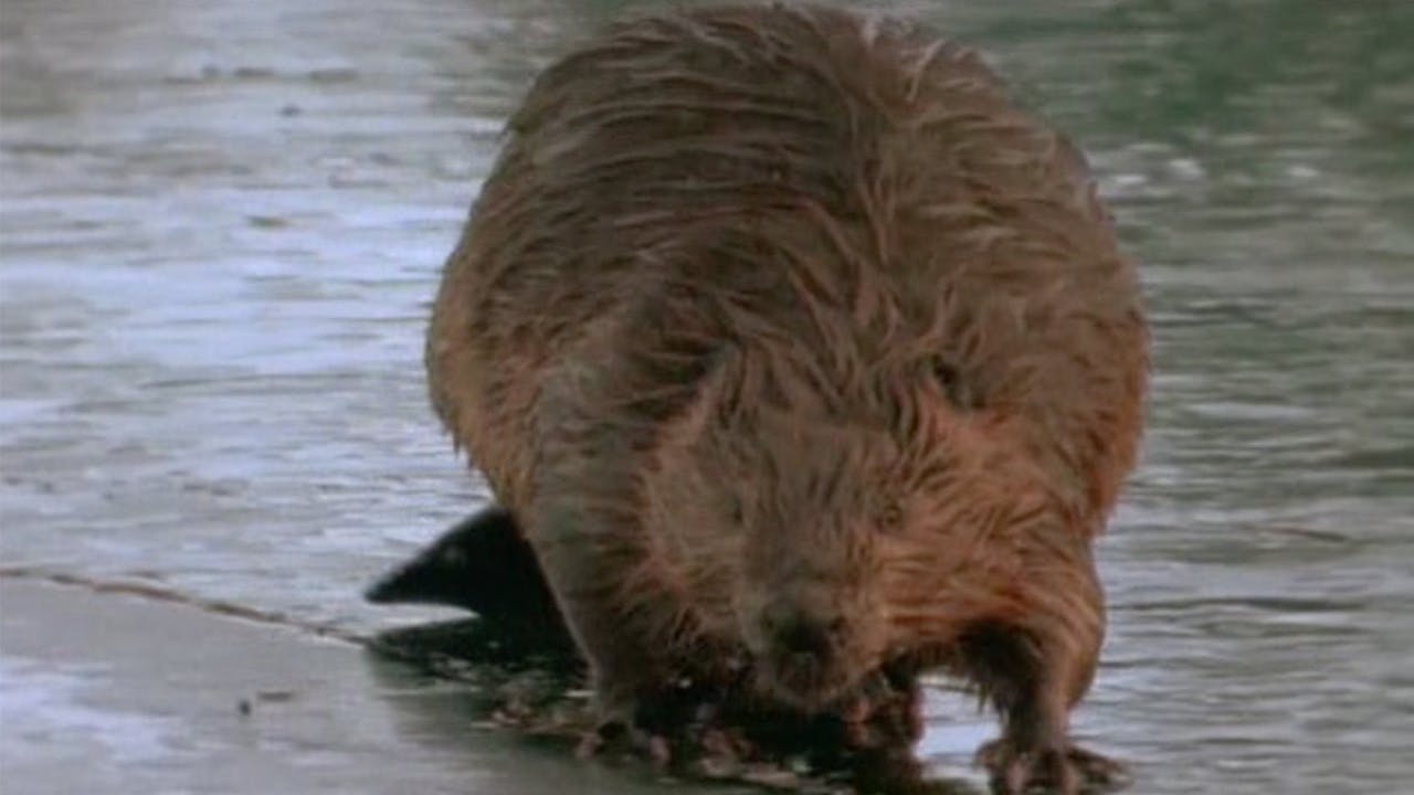 PREVIEW Wolf Tale: Legend of the Giant Beaver - Green Planet Stream