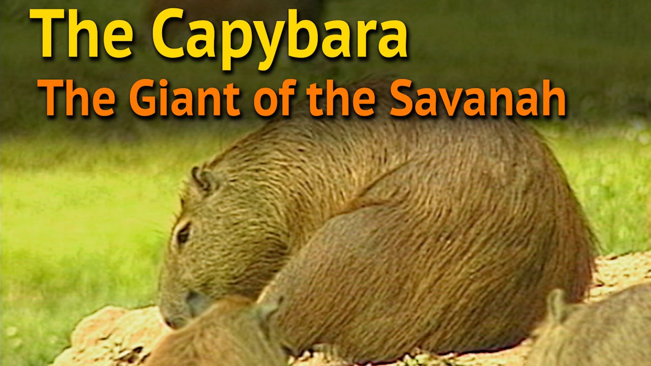 The Capybara, the Giant of the Savannah - Green Planet Stream