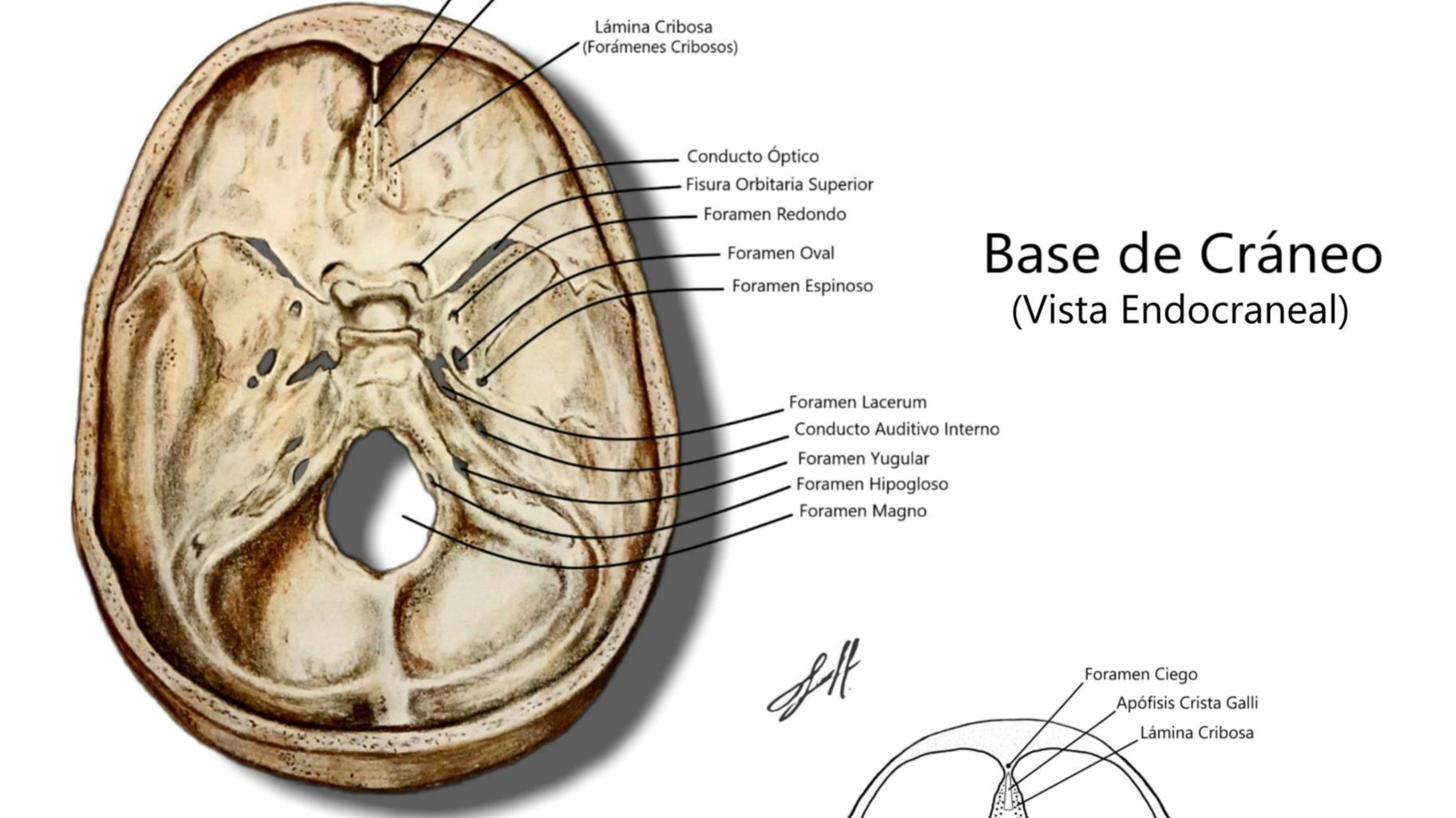 Anatomía del Cráneo - Julieta Czarnitzki - PROFESUM