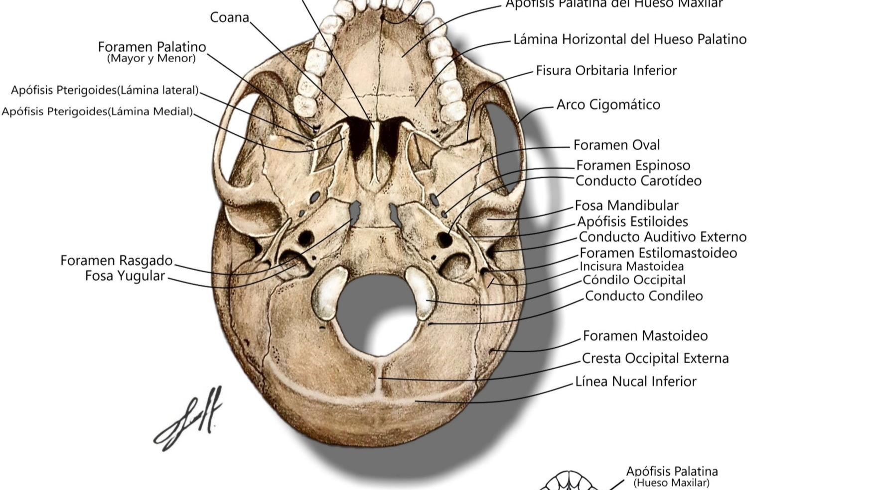 Anatomía del Cráneo - Julieta Czarnitzki - PROFESUM