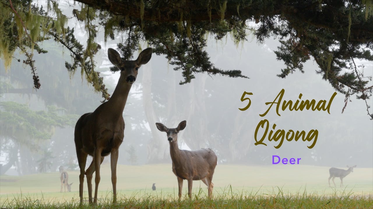 5 Animal Qigong - Deer - 5 Animal Qigong Mini Series - Qi Gong for Vitality