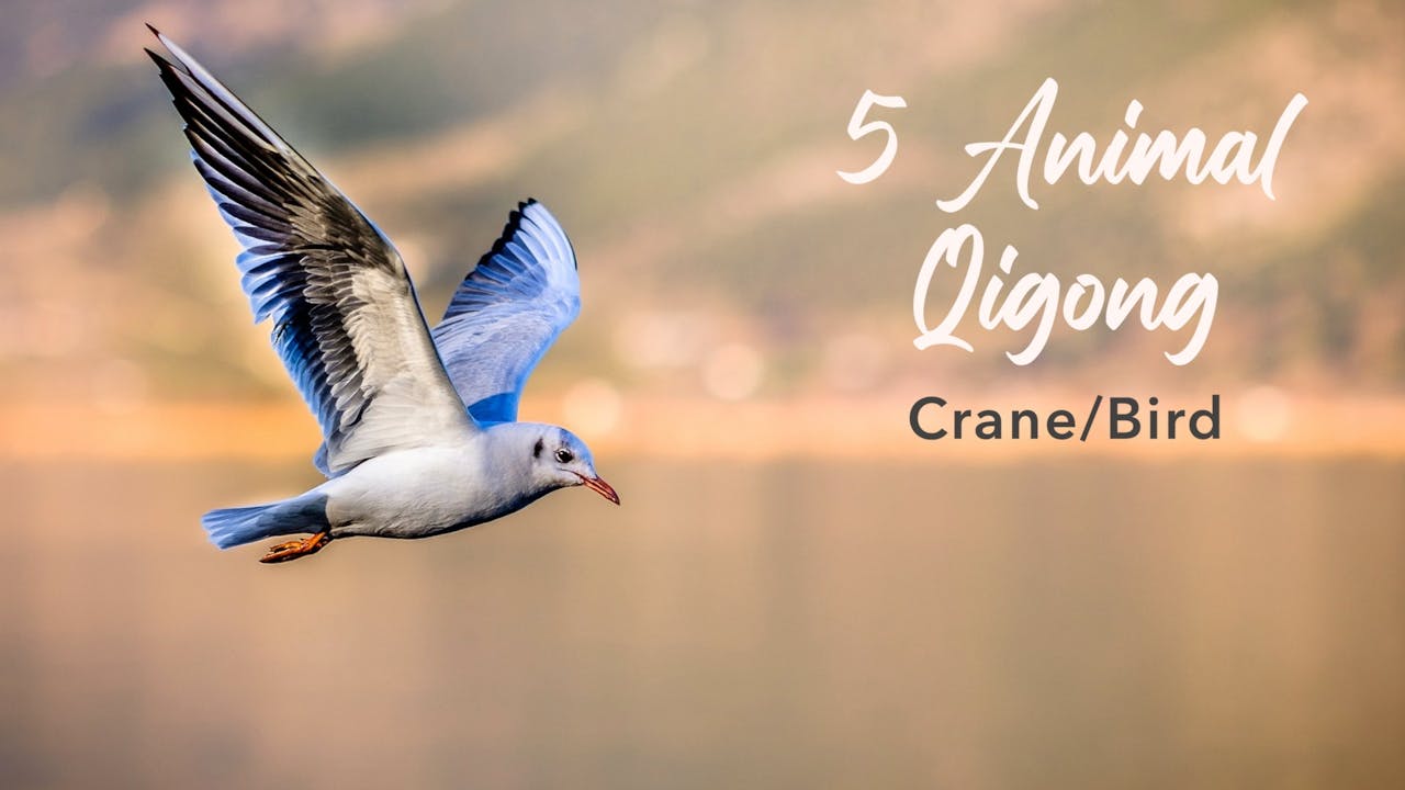 5 Animal Qigong - Crane - 5 Animal Qigong Mini Series - Qi Gong for ...