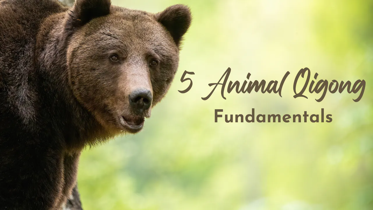 5 Animal Qigong Fundamentals (27 mins) - 5 Animal Qigong Mini Series ...