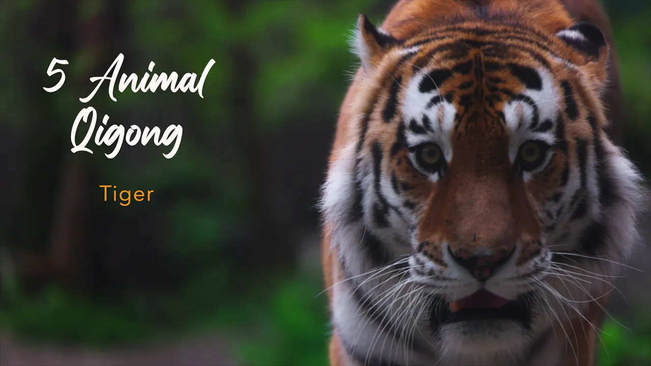 5 Animal Qigong - Tiger - 5 Animal Qigong Mini Series - Qi Gong for ...