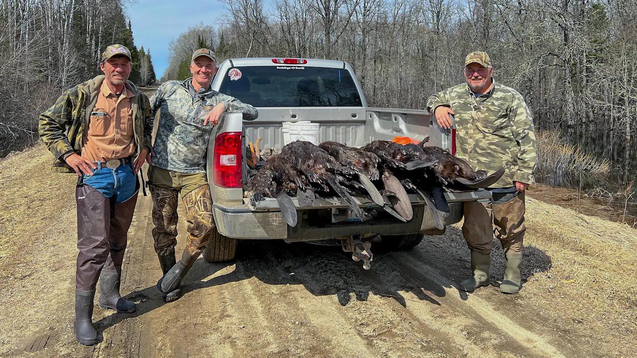 53 Beavers in 5 Days - Fresh Tracks+