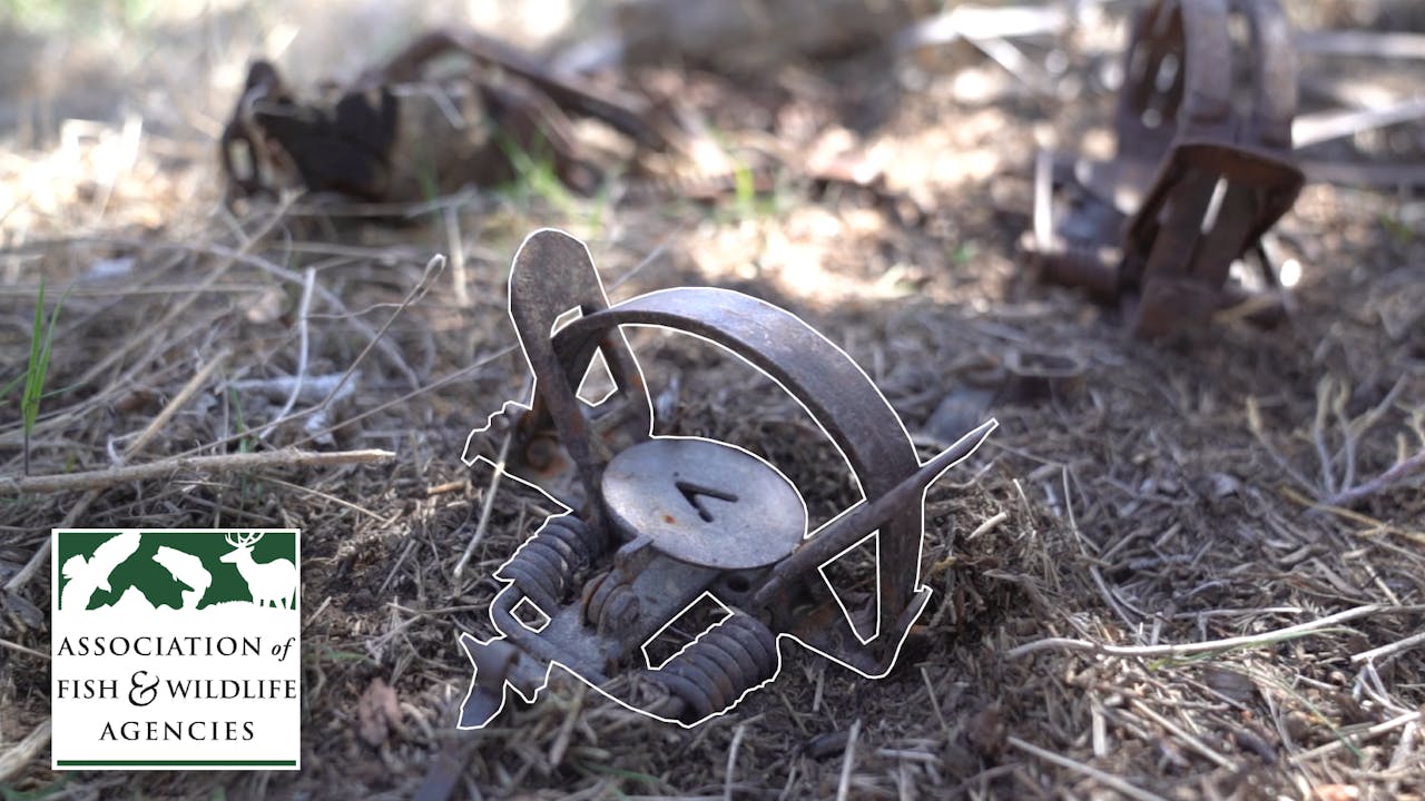 How to Use Foothold Traps - Trapping Instruction Videos - Fresh Tracks+