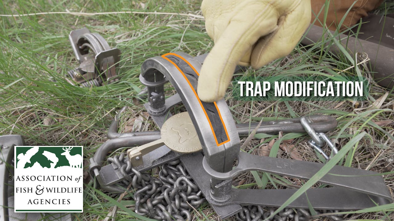 What Makes a Trap a BMP Trap - Trapping Instruction Videos - Fresh Tracks+