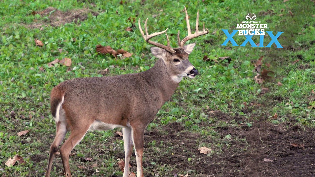 Tyler Jordan's Kentucky Hammer | Monster Bucks 2021 - Monster Bucks ...