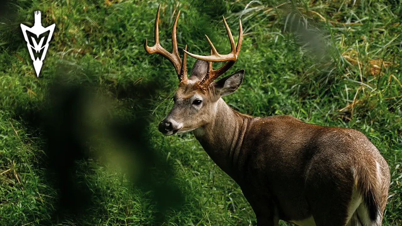 Opening Weekend In Kentucky, New Arrow Setups | Midwest Whitetail ...