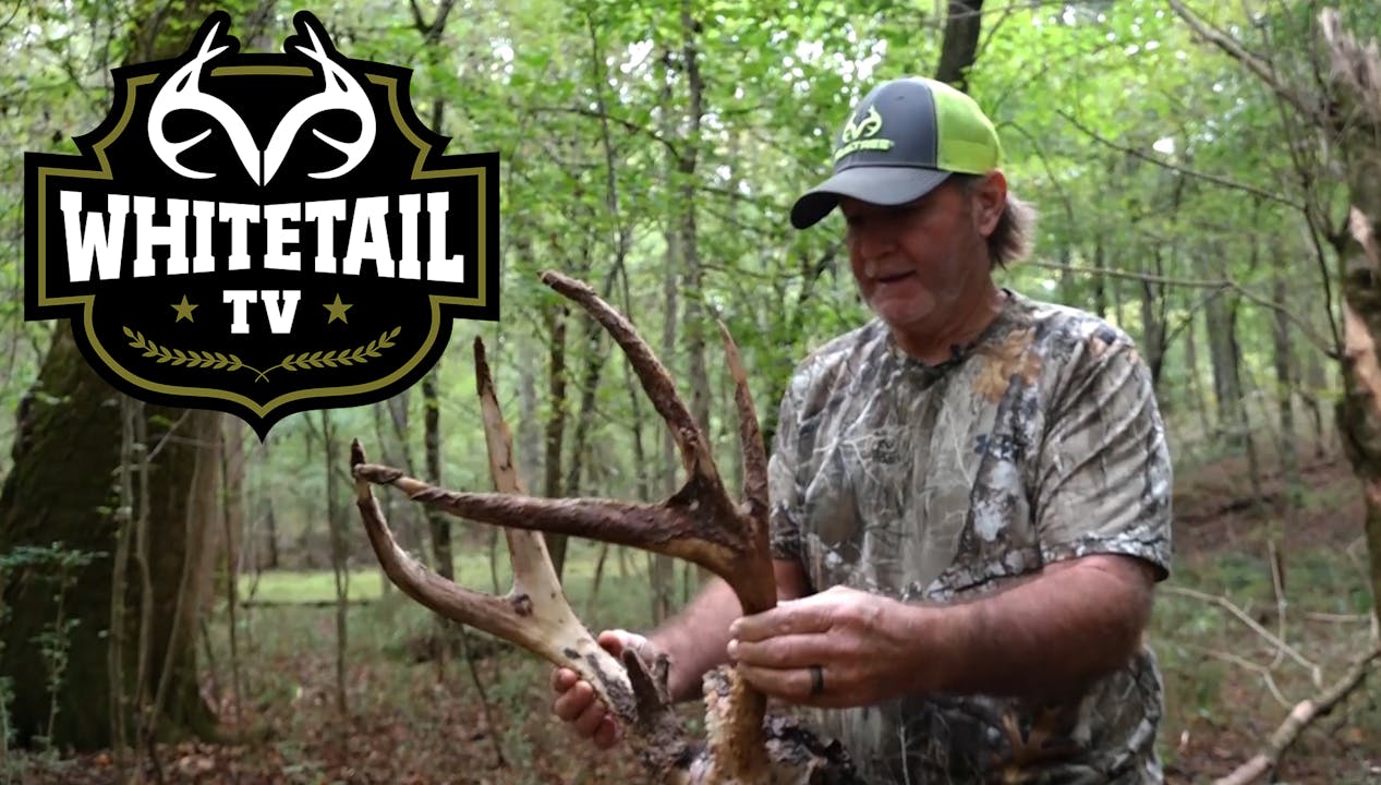 October Action in Illinois, Plus EHD Heartbreak in Georgia - 2019 ...