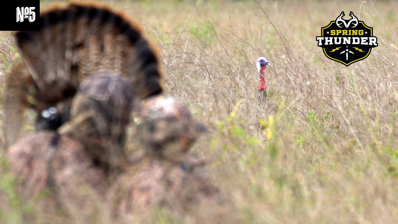 Hunting Stubborn Osceola Turkeys | Turkey Hunting in the Jungle ...