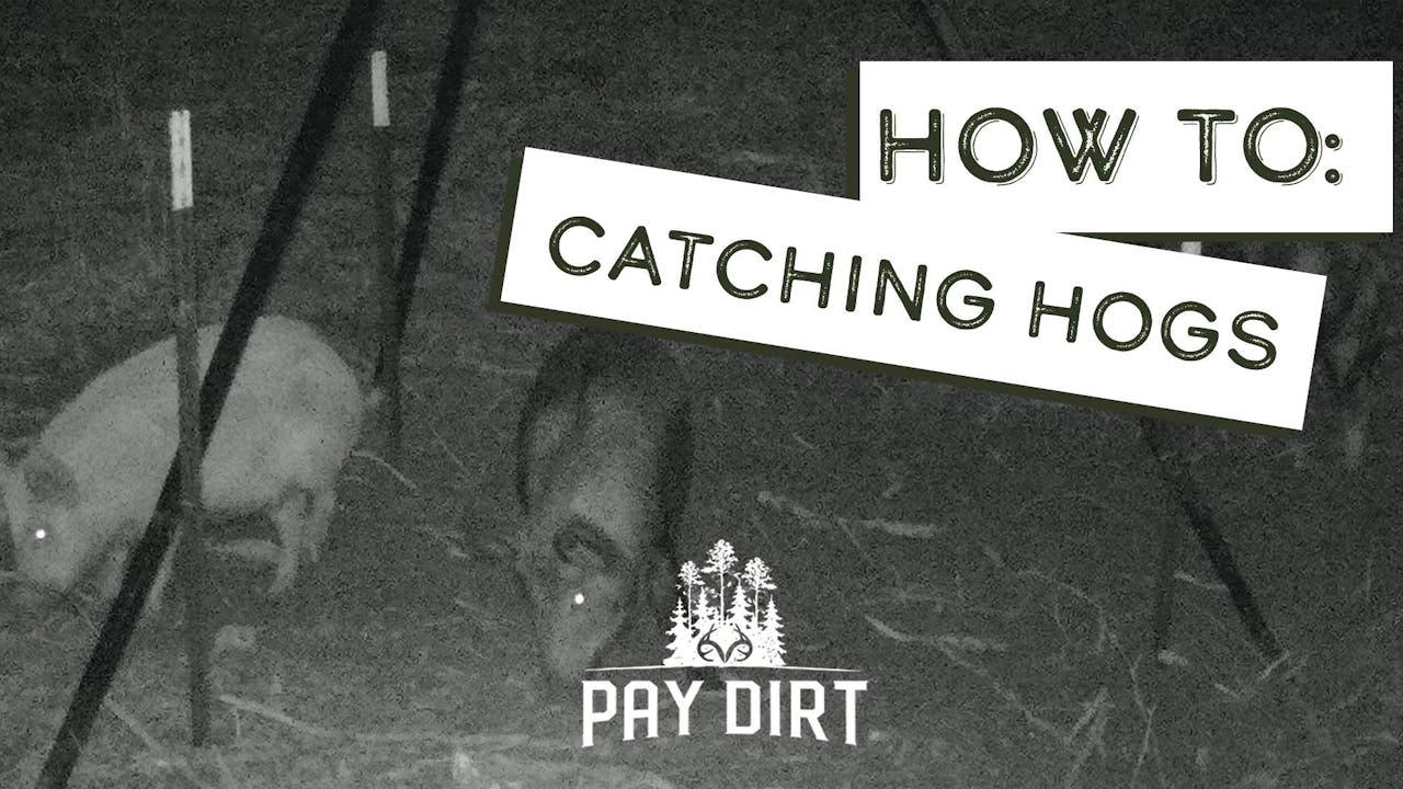 Trapping Hogs with Jager Pro | Realtree Farms Update | Pay Dirt - Pay ...