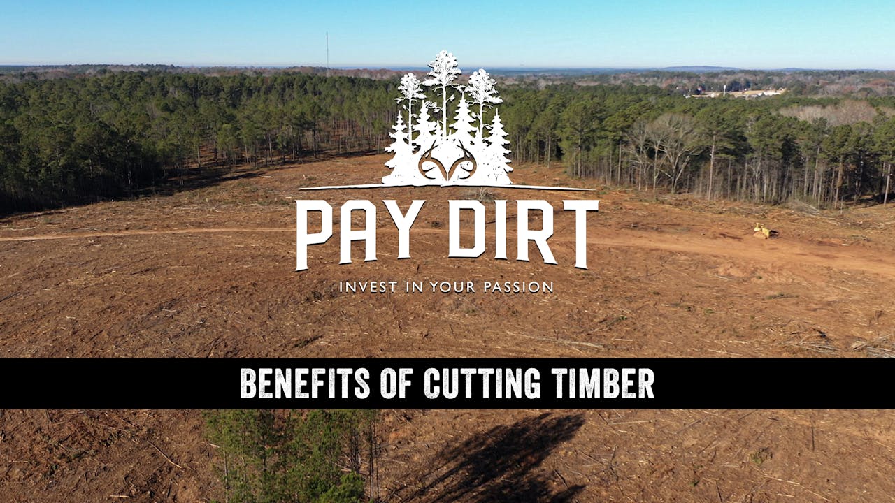 Dig Deeper: Benefits of Cutting Timber - Pay Dirt 2019 - Realtree 365