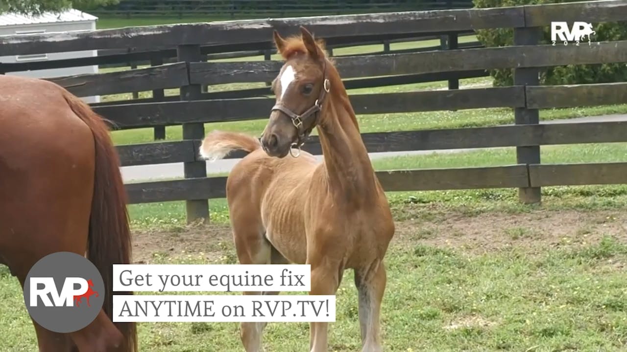 GASP23 - Class 66 - CN Awaited Masterpiece and Lora Lyons, Up ...