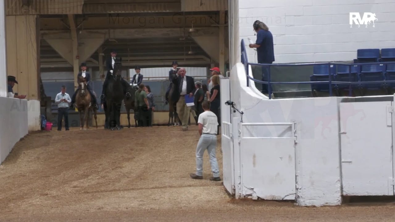 MGN24 - Class 360 - AMHA Saddle Seat Gold Medal Preliminary - Richfield ...