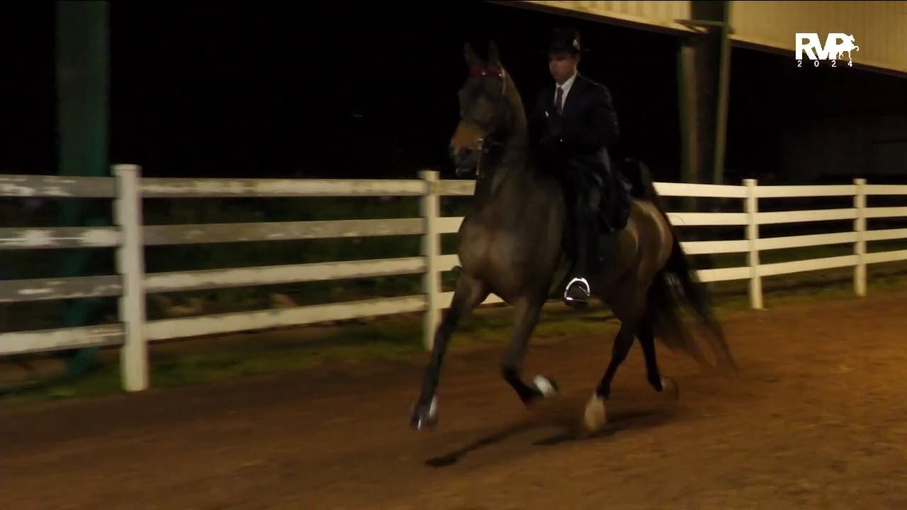 RSP24 - Class 127 - ASB FIve Gaited Stake Open - Richfield Video Archive