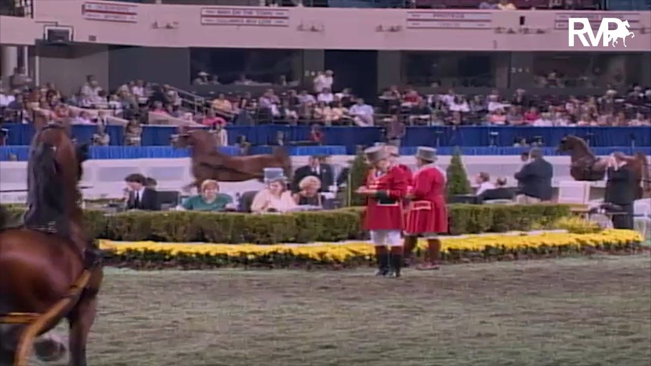 2003 WCHS Class 103 ASHA National Three Year Old Futurity - Fine ...