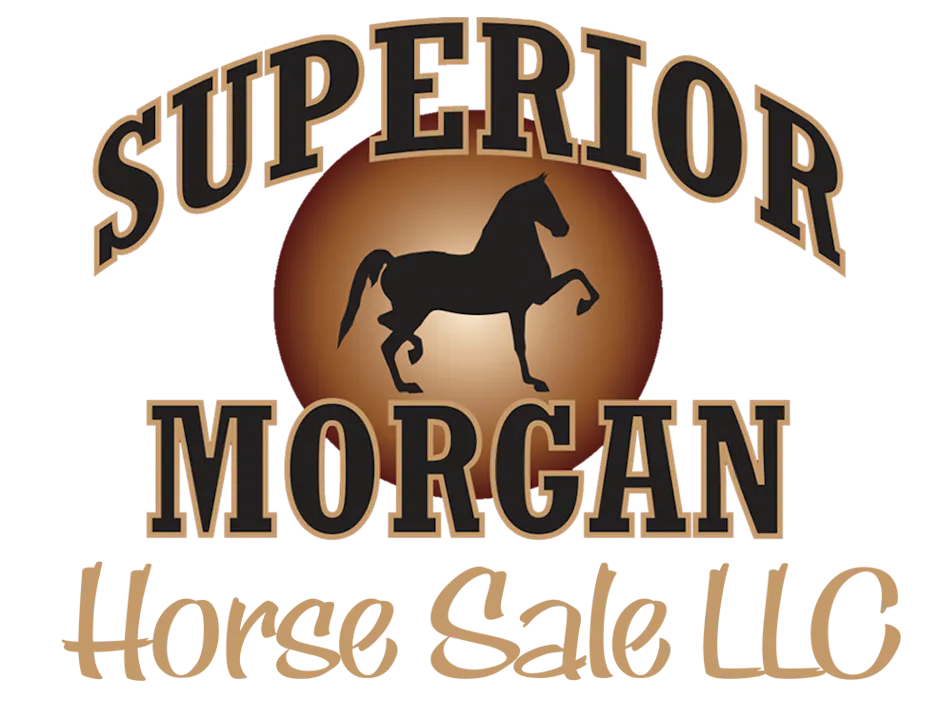 2023 Superior Morgan Sale - Saturday Morning - Richfield Video Archive