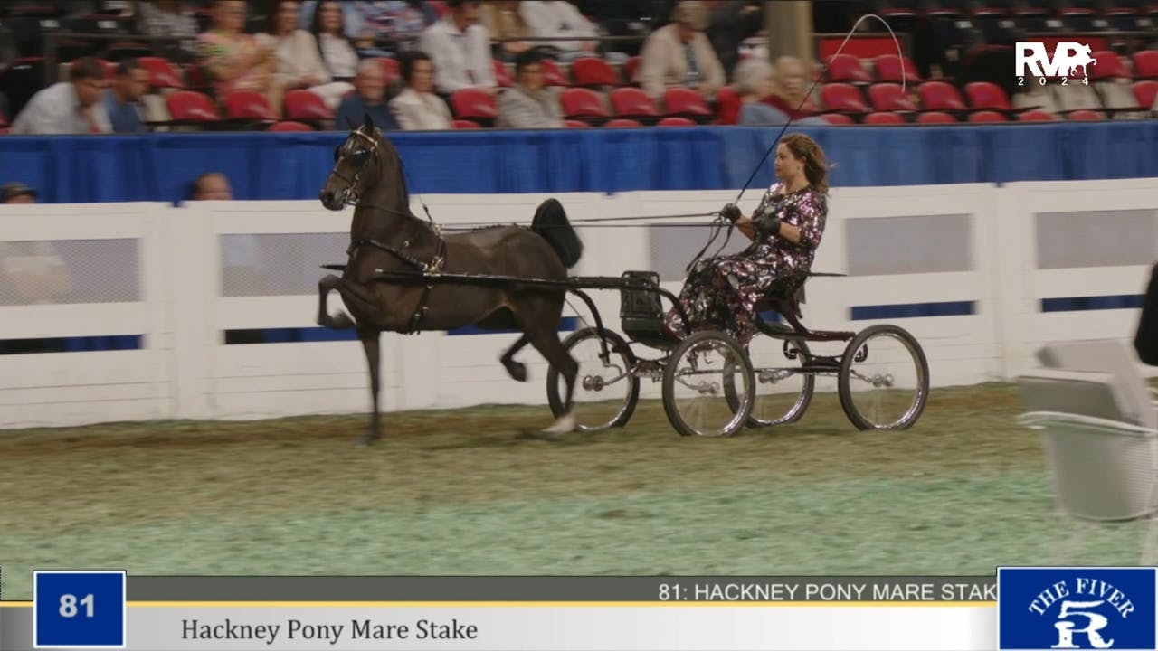 WCHS24 - Class 81 - Hackney Pony Mare Stake - Richfield Video Archive