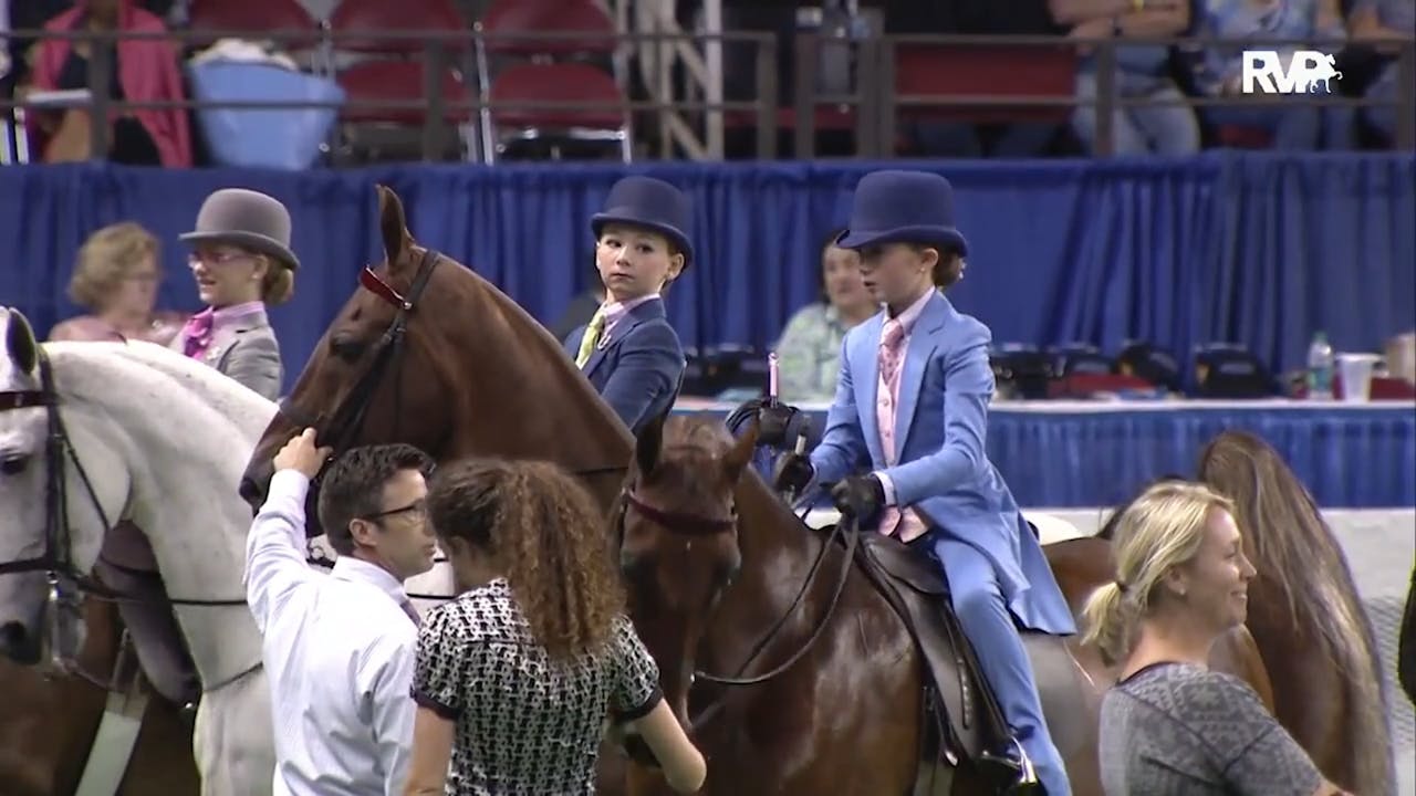 WCHS15 - Class 53 - Equitation Open Walk:Trot - Riders 8 Years Old ...