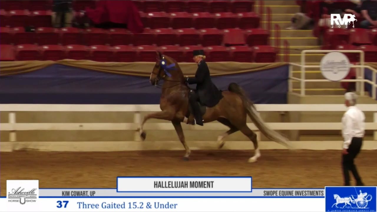 2024 Asheville Saddlebred Classic - Thursday Evening - Richfield Video Archive