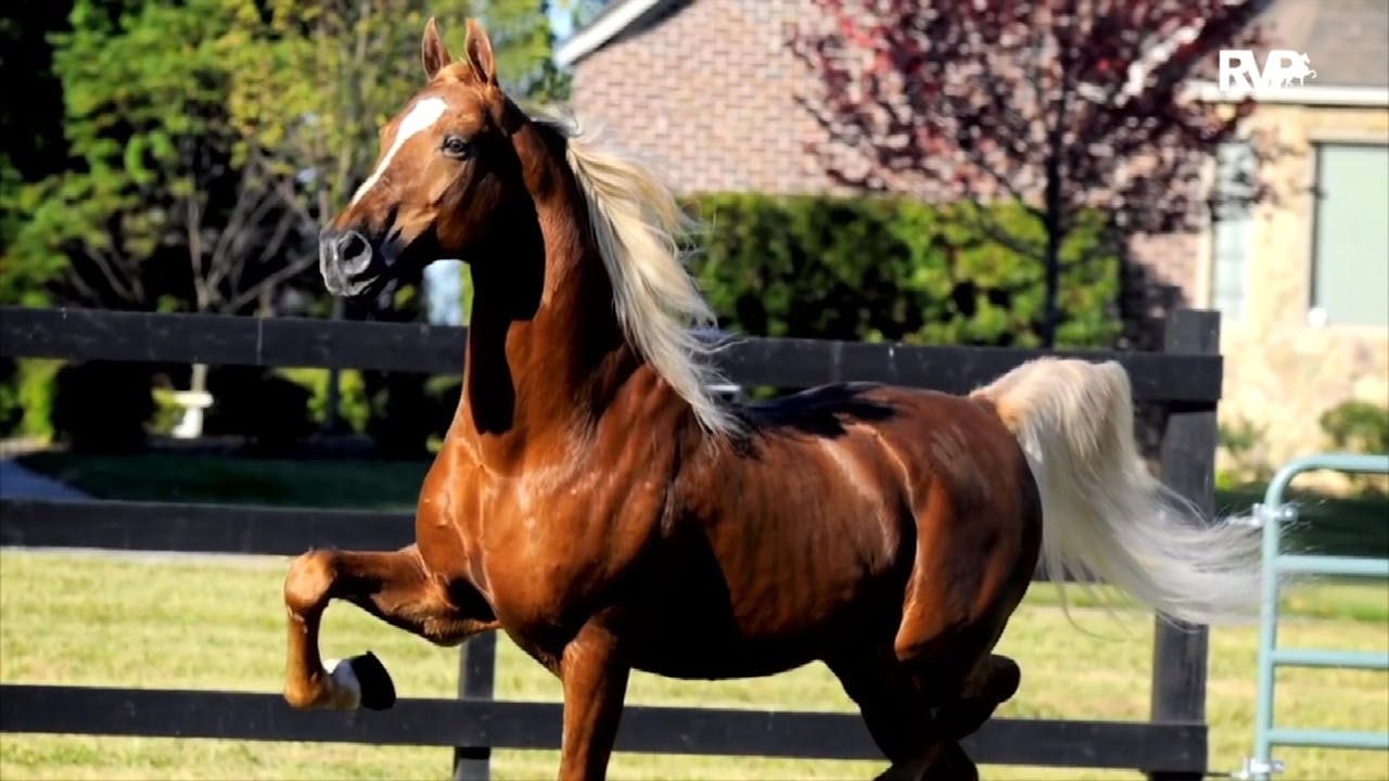 2019 UPHA CH 14 - Friday Evening - Richfield Video Archive