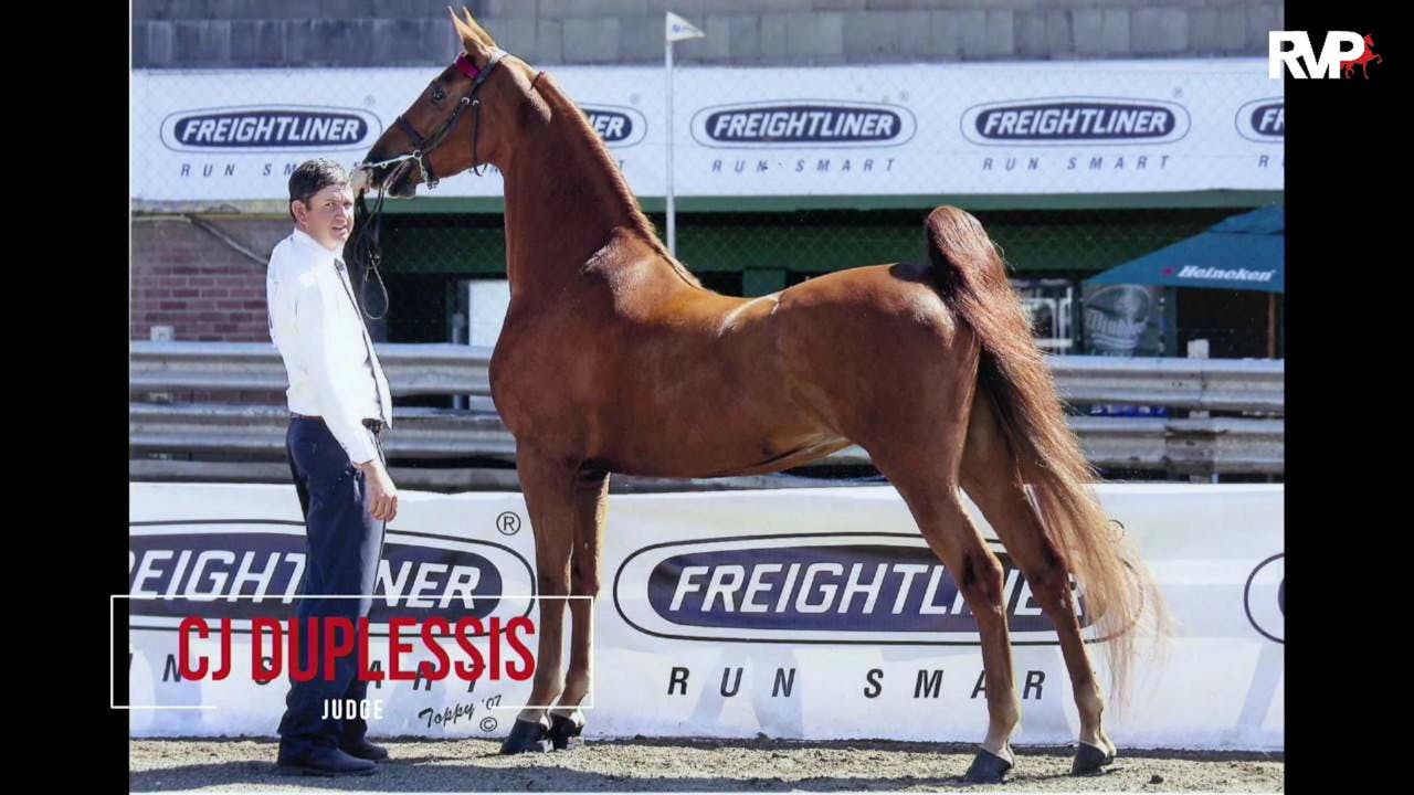2019 Southern Saddlebred Fall Finale - Saturday Morning - Richfield Video Archive