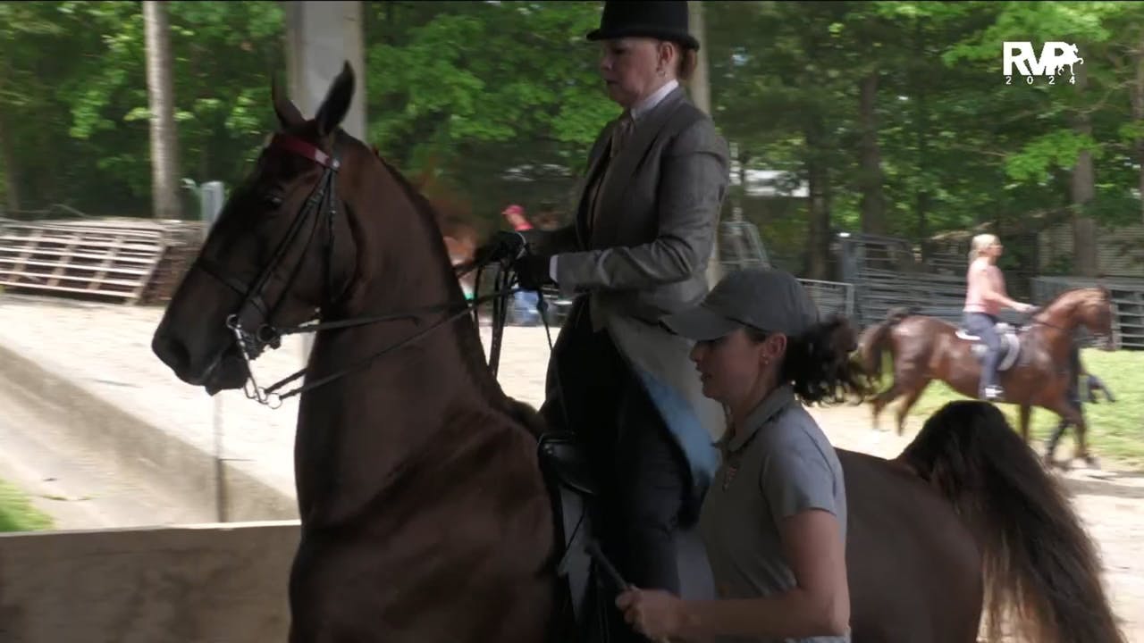 ASC24 - Class 11 - Three Gaited Show Pleasure Limit Horse - Richfield Video Archive