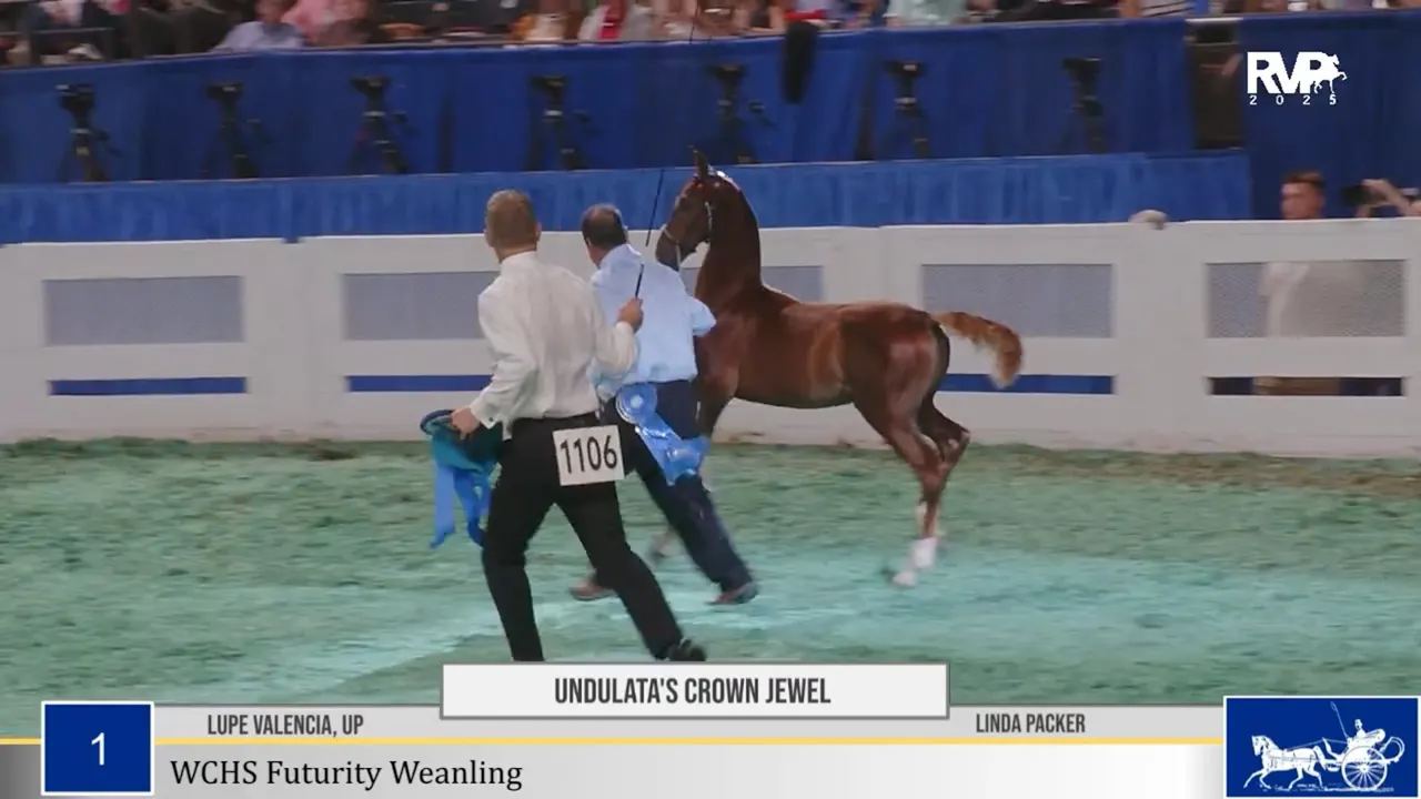 WCHS25 - Class 1 - Undulata's Crown Jewel and Lupe Valencia, handler ...