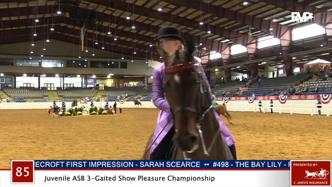 ASHAV 2020 - Class 85 ASB Juvenile Three Gaited Show Pleasure ...