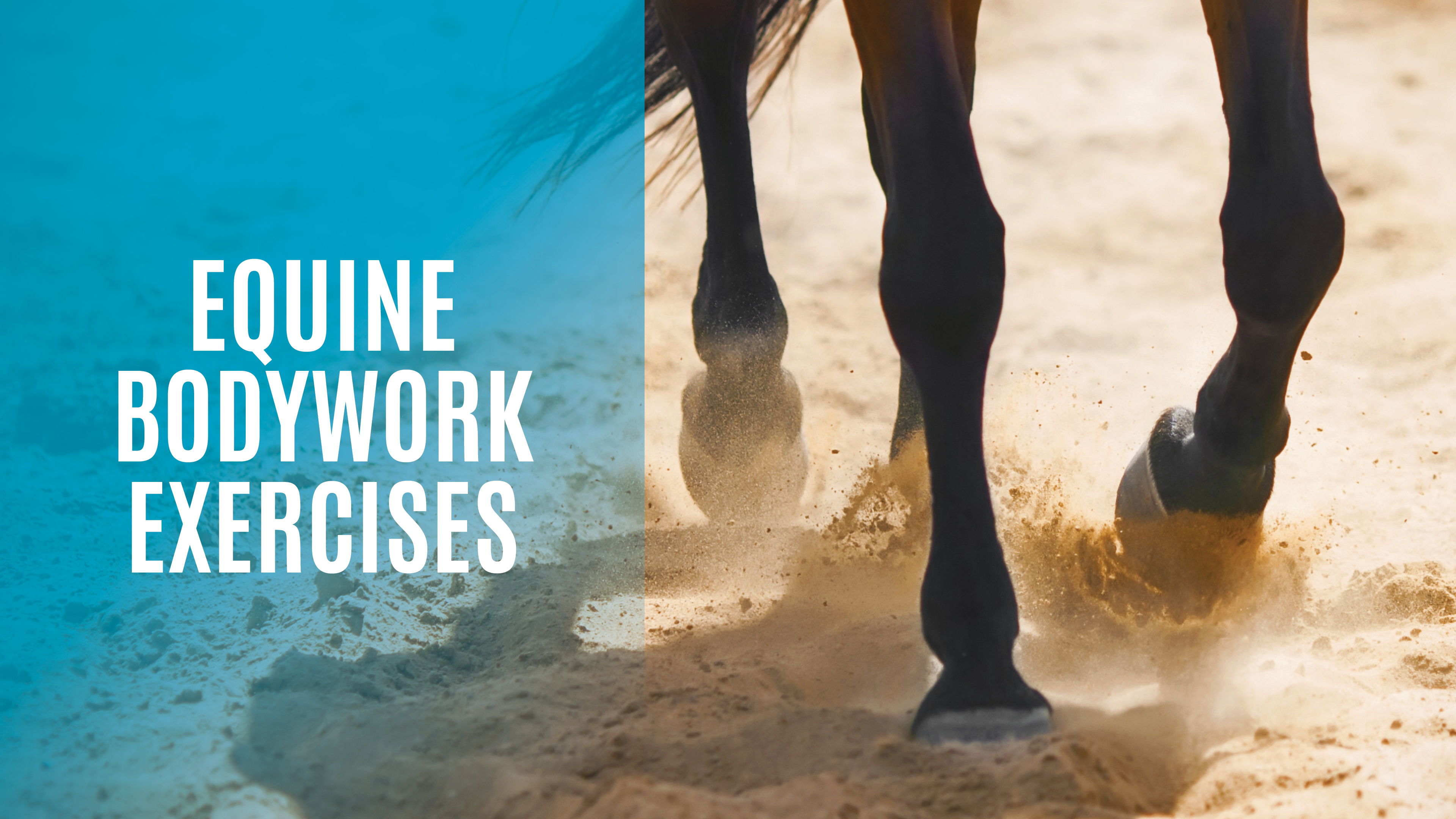 Equine Bodywork Exercises - RIDE TV