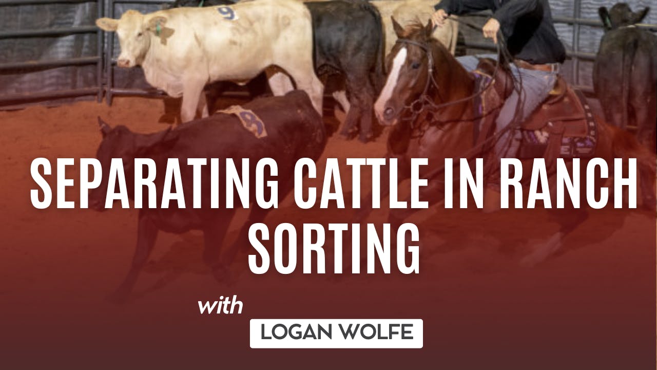 Separating Cattle in Ranch Sorting - Instructional Videos with Logan ...