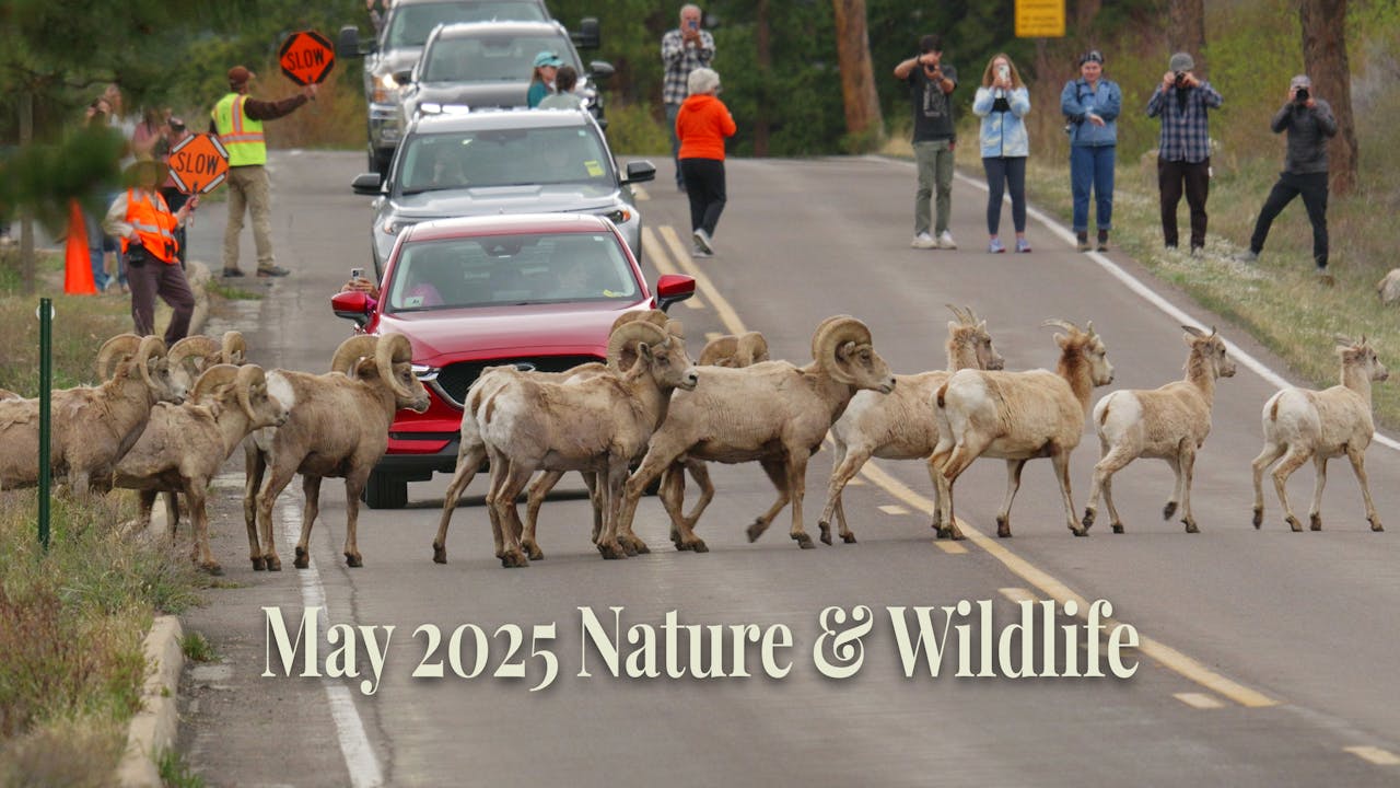 May 2025 Nature and Wildlife - Recently Added - Rocky Mountain Channel