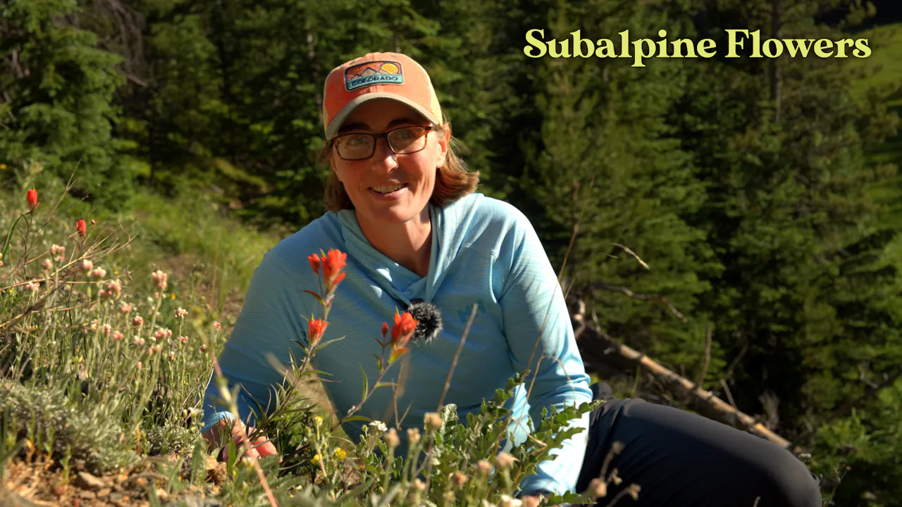 Subalpine Flowers - Rocky Mountain Channel