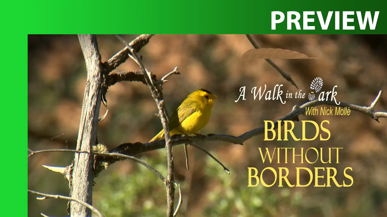 PREVIEW: Birds Without Borders - Rocky Mountain Channel
