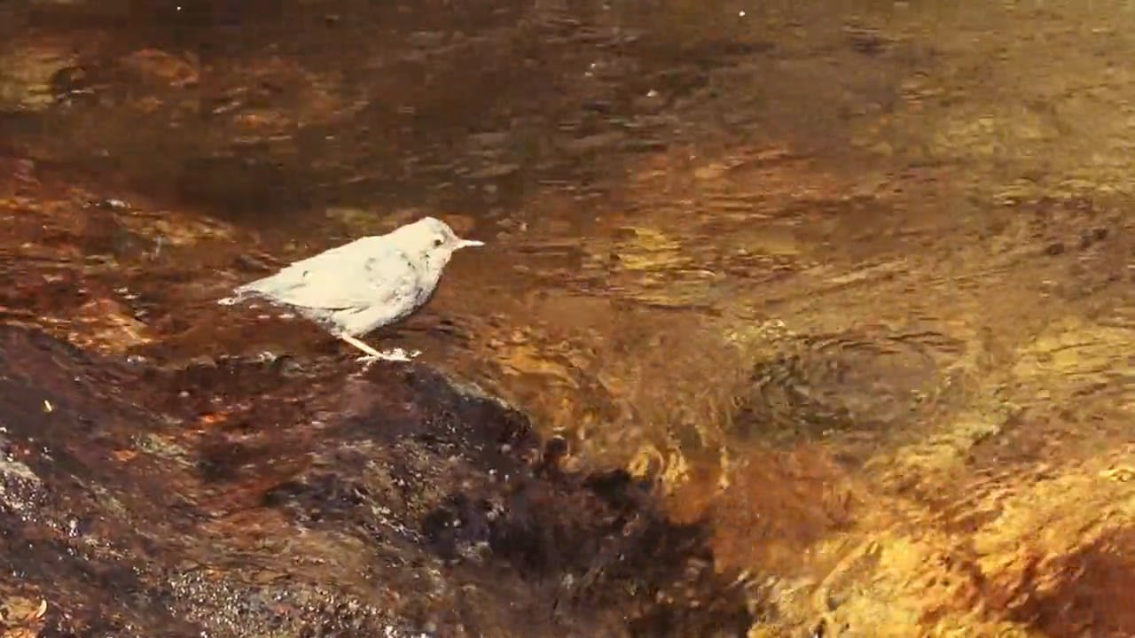 American Dipper - Rocky Mountain Channel