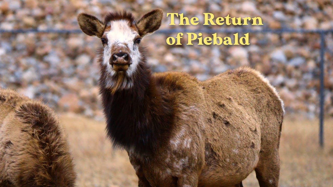 March 2025 Wildlife and Scenery - Rocky Mountain Channel