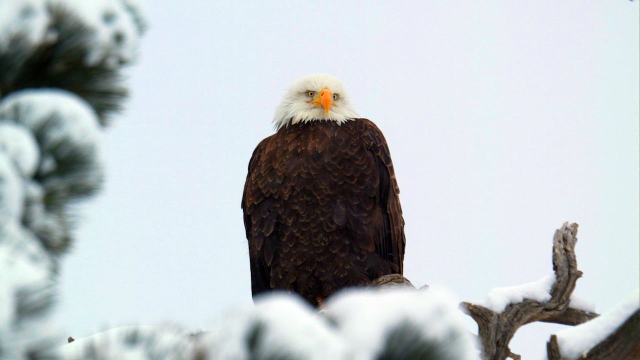 Winter Wildlife & Nature - Rocky Mountain Channel