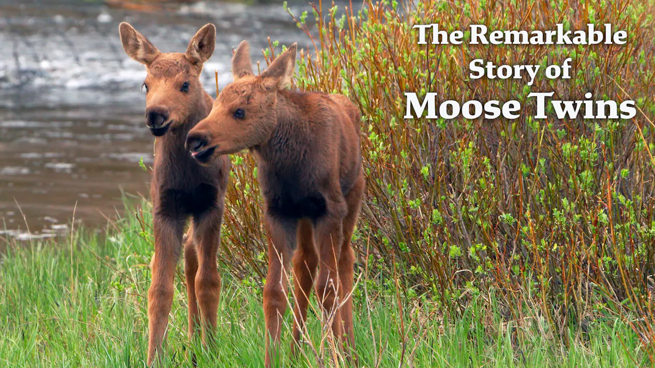 Wild Notes - Moose Twins - Season 1 - Rocky Mountain Channel