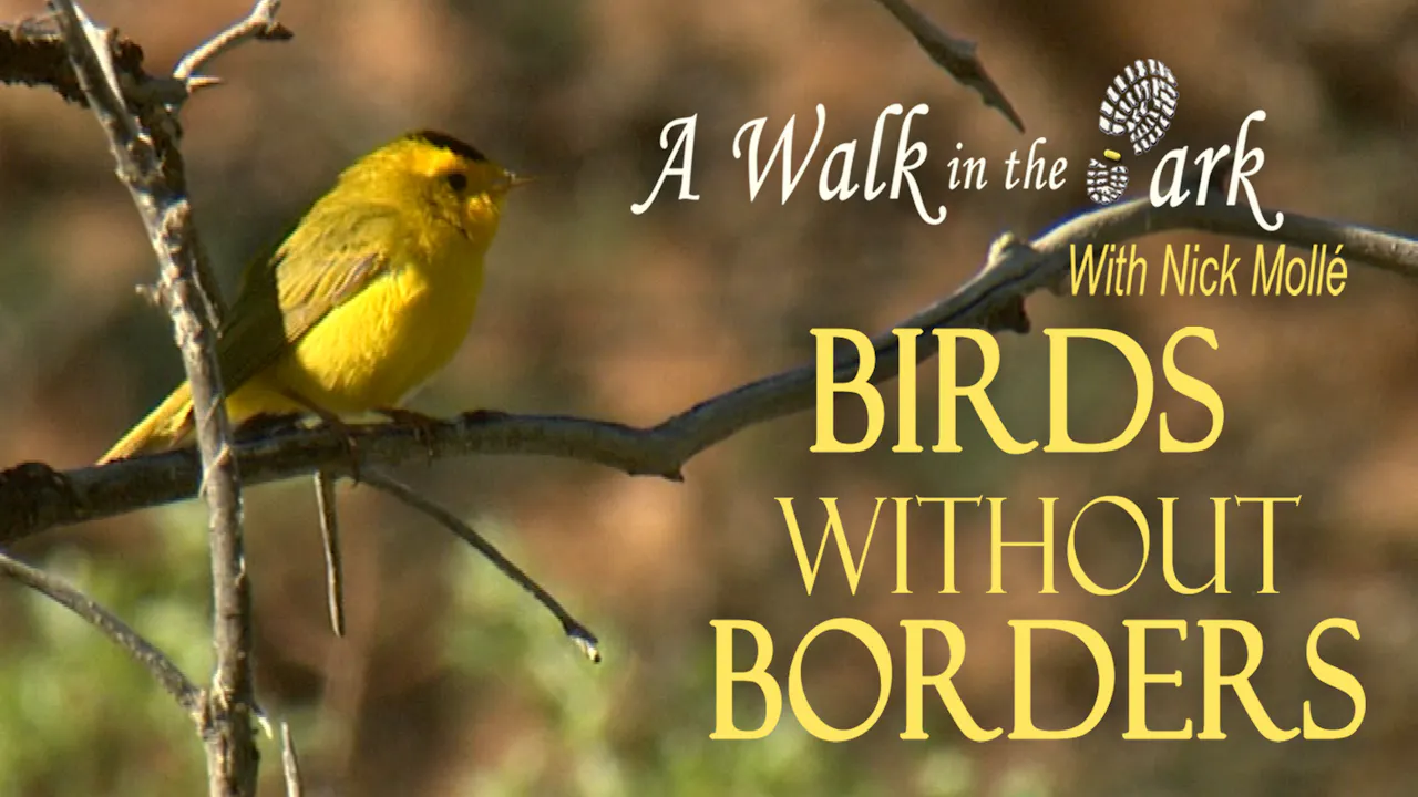 Birds Without Borders - Rocky Mountain Channel