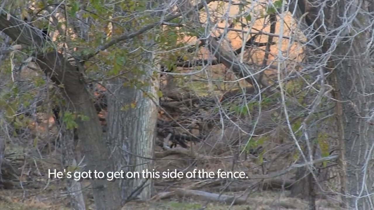 Josh's Trump Tower Giant Buck* - Roger Raglin Streaming Channel