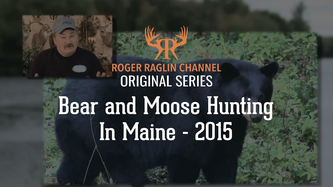 Black Bear and Moose in Maine • 2015 - Roger Raglin Channel Original ...