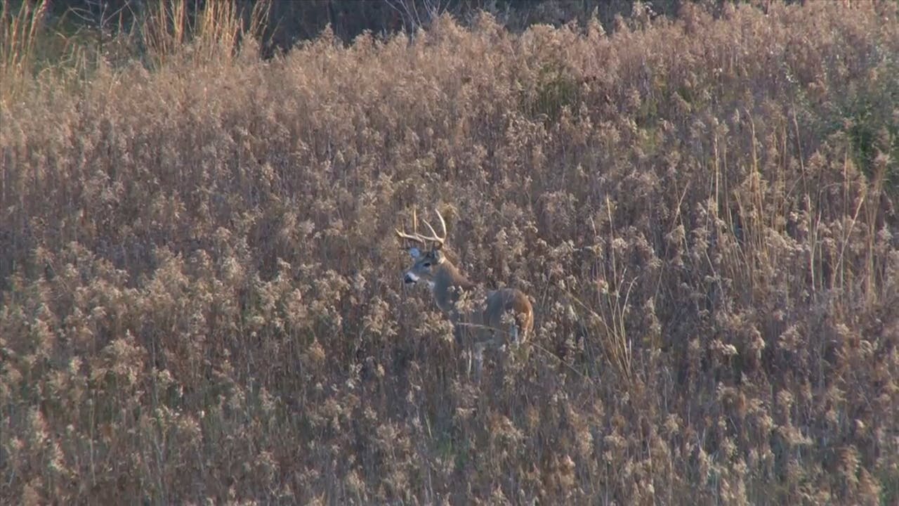 Ryan Kirkpatrick's Rifle Kill* - Roger Raglin Streaming Channel