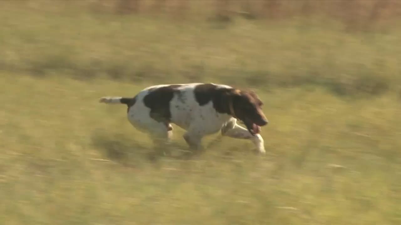 South Carolina Birds and Hog Hunt* - Roger Raglin Streaming Channel